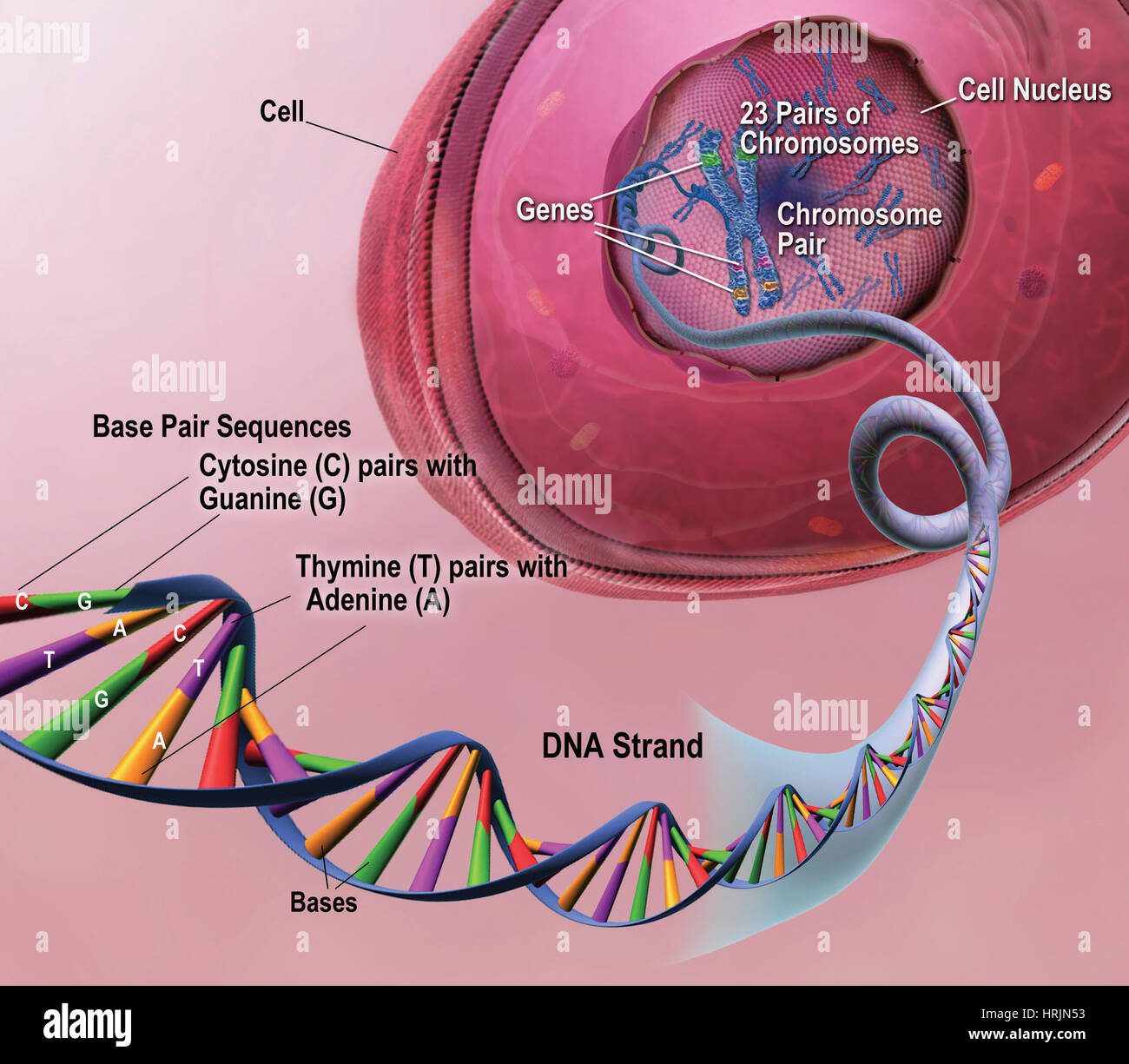 Early Onset AD: DNA, Chromosomes and Genes Stock Photo - Alamy