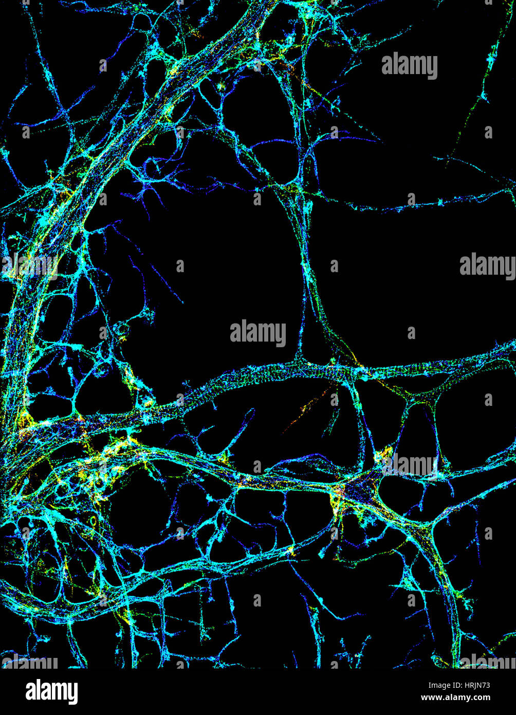 Cytoskeleton hi-res stock photography and images - Alamy