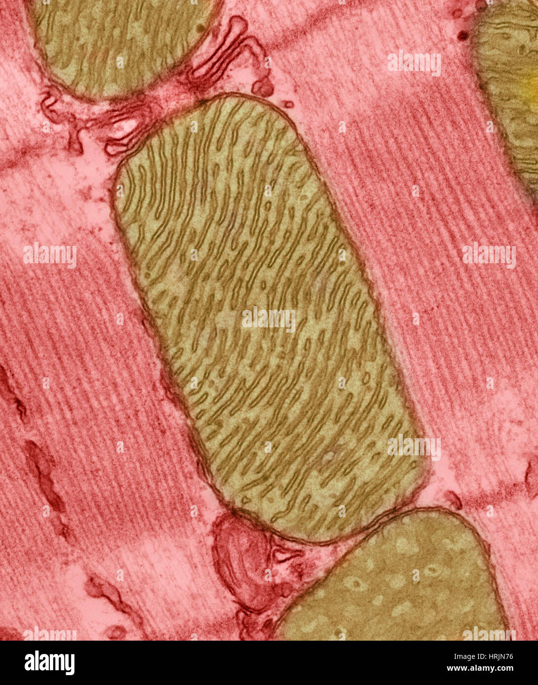Mitochondria tem hi-res stock photography and images - Alamy