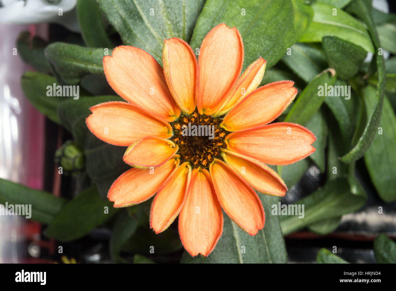 First Flower Grown Aboard ISS Stock Photo - Alamy