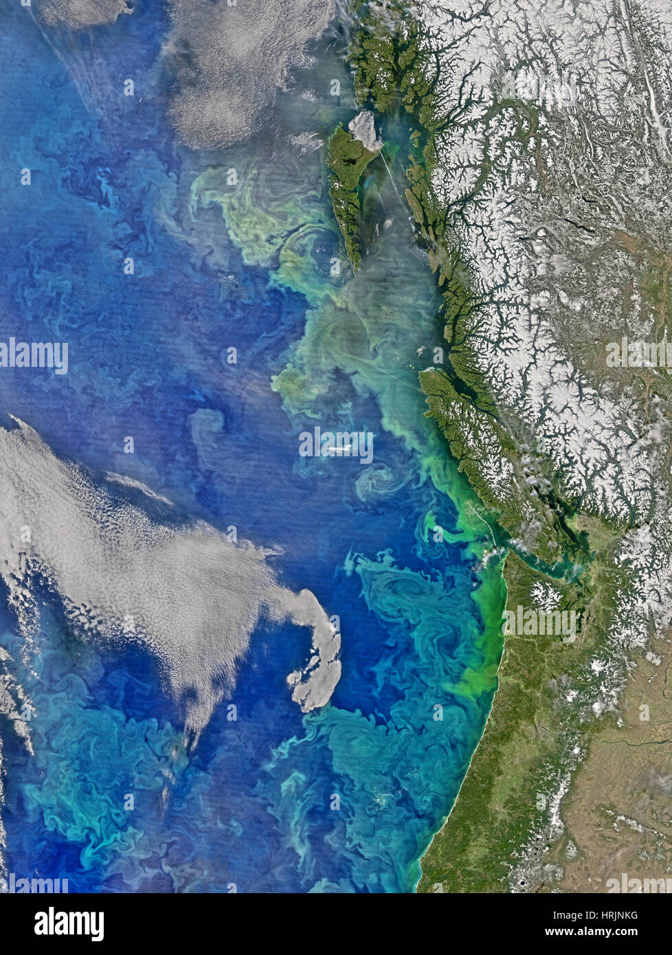 Marine phytoplankton pacific ocean hi-res stock photography and images ...