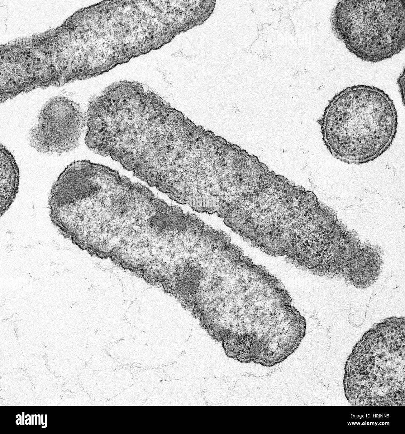 Elizabethkingia anophelis Bacteria, TEM Stock Photo - Alamy