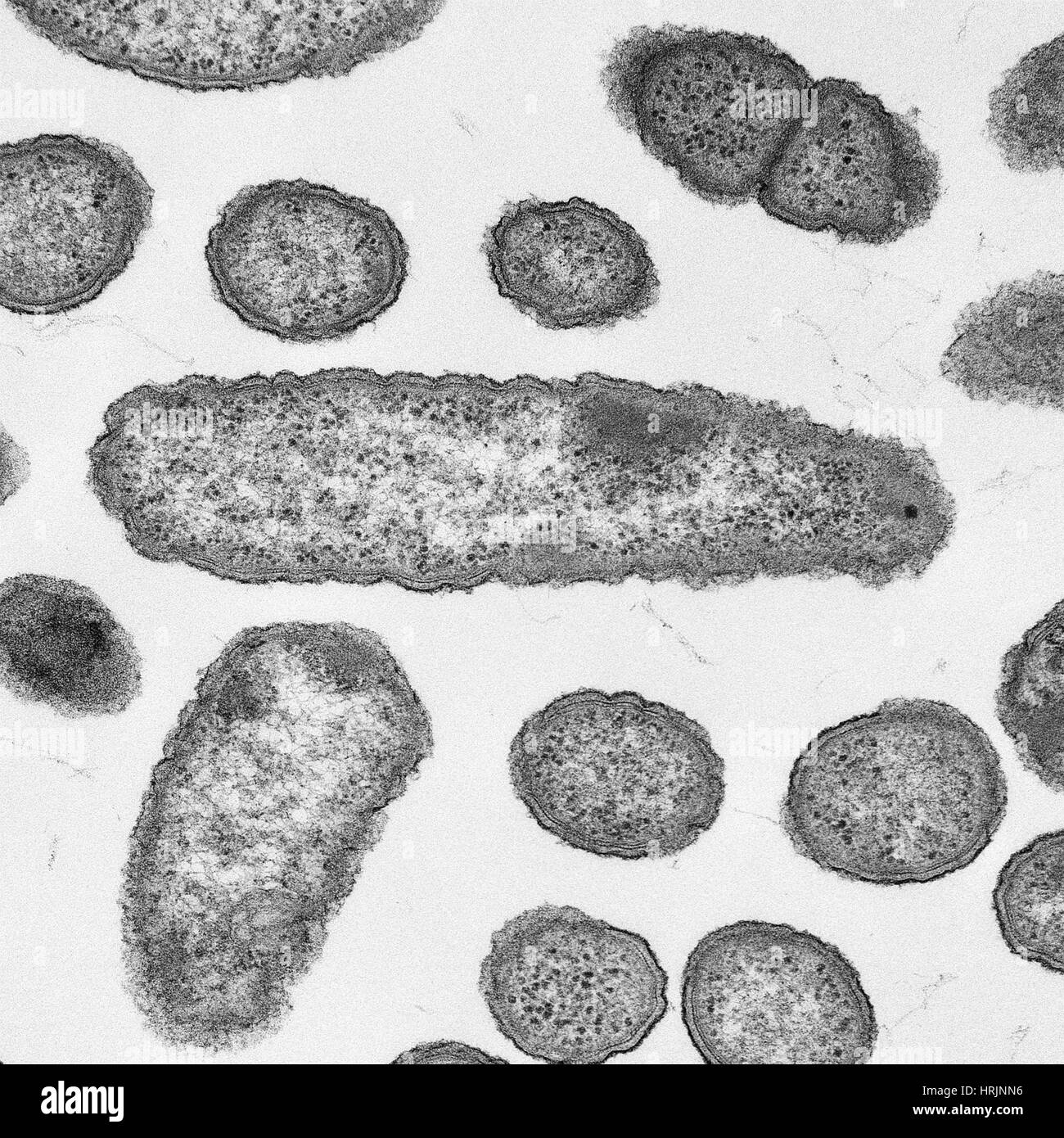 Tem bacteria hi-res stock photography and images - Alamy