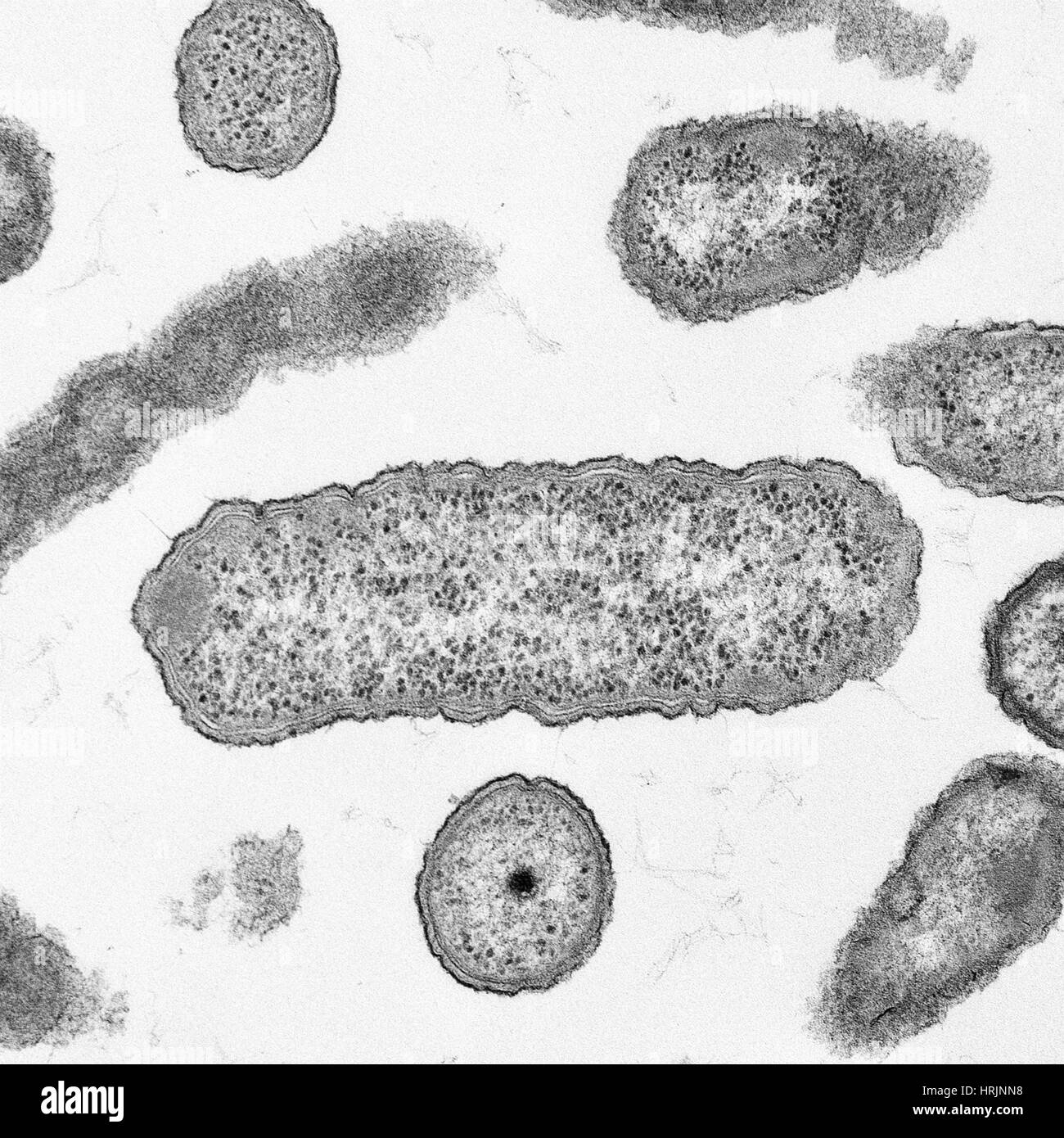 Elizabethkingia anophelis, Bacteria, TEM Stock Photo - Alamy