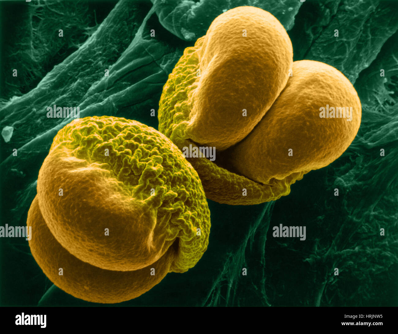 Pine Pollen, SEM Stock Photo - Alamy