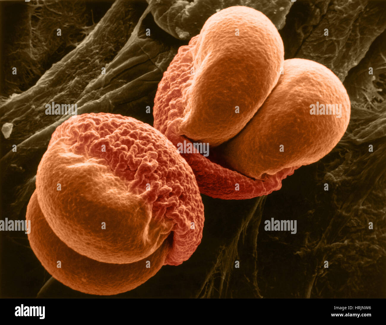 Pollen grain sem hi-res stock photography and images - Alamy