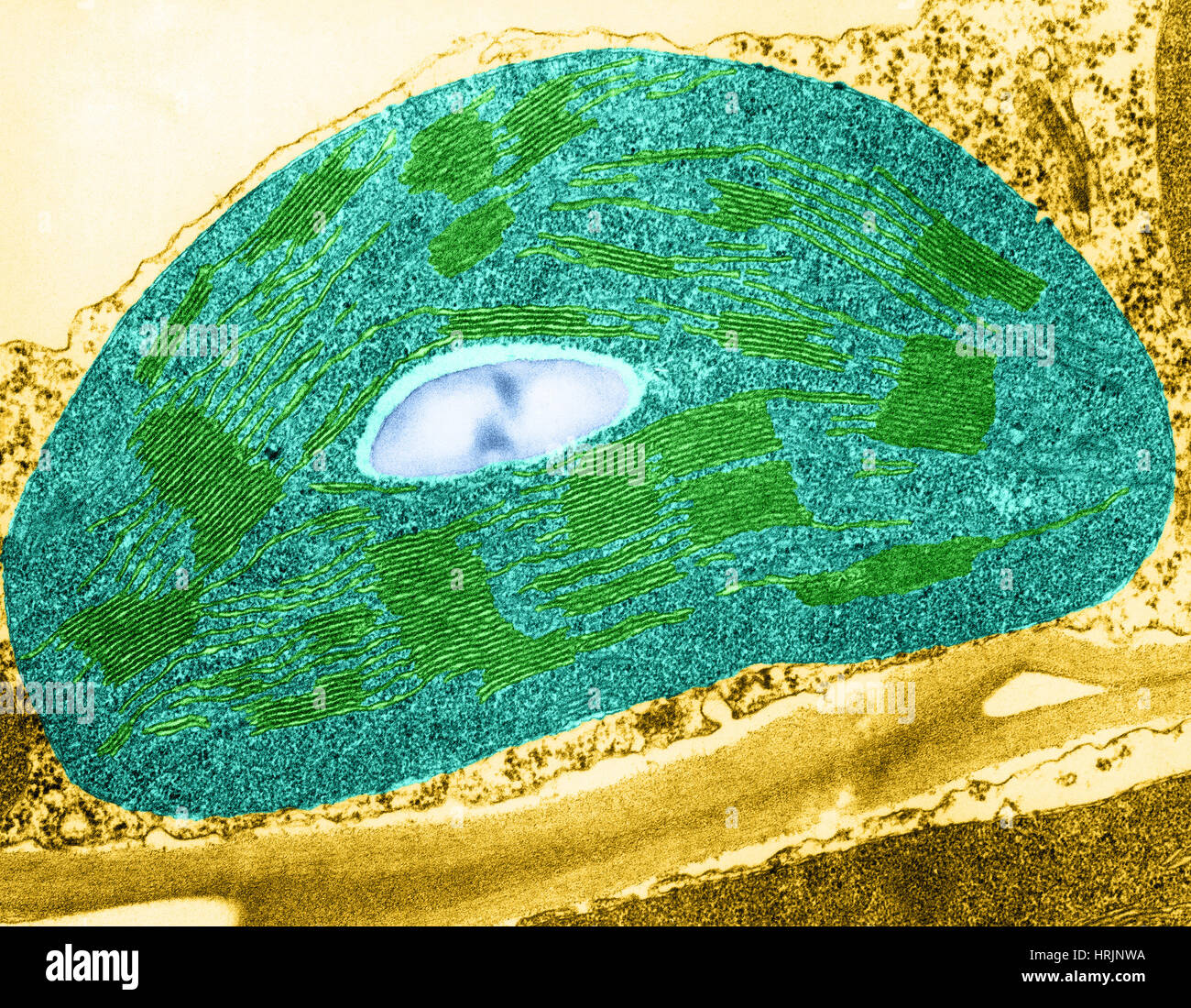 Tem plant cell hi-res stock photography and images - Alamy