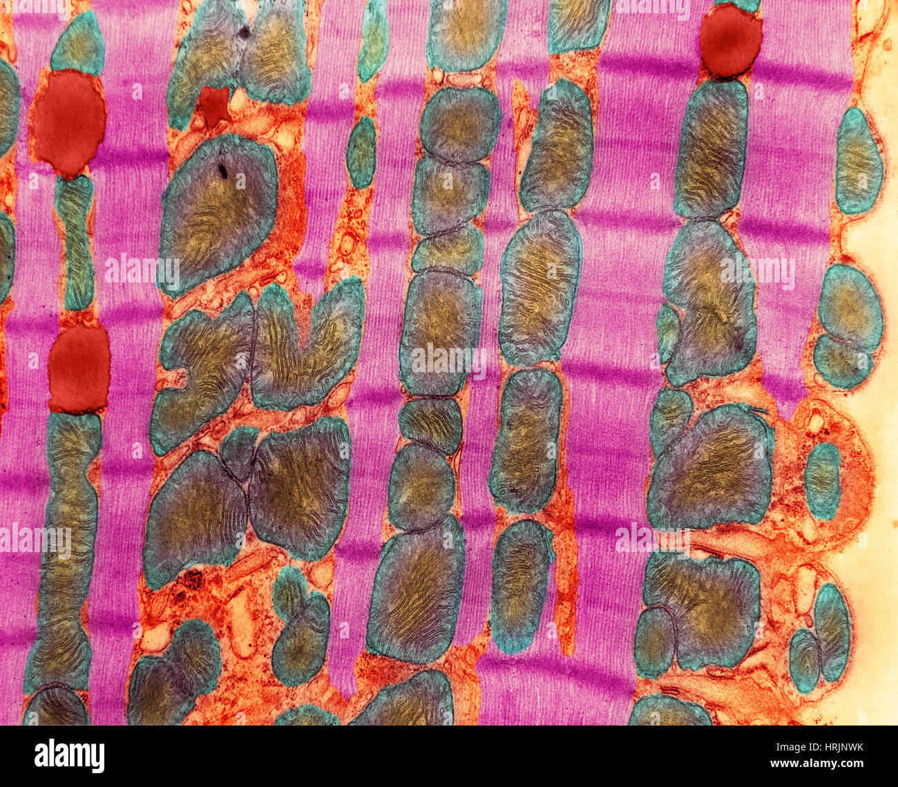 Tem mitochondria hi-res stock photography and images - Alamy