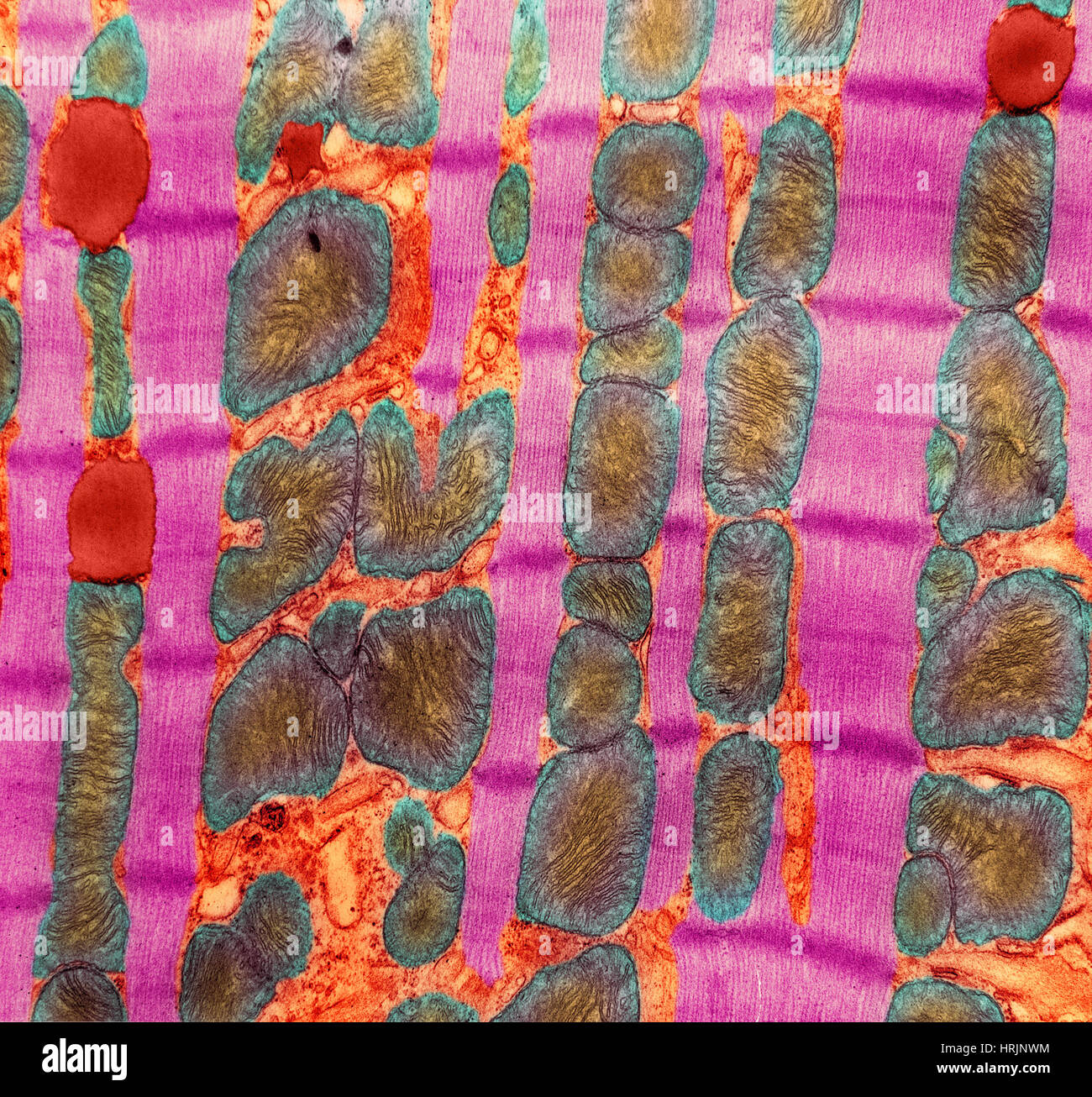 Cardiac Muscle, TEM Stock Photo - Alamy