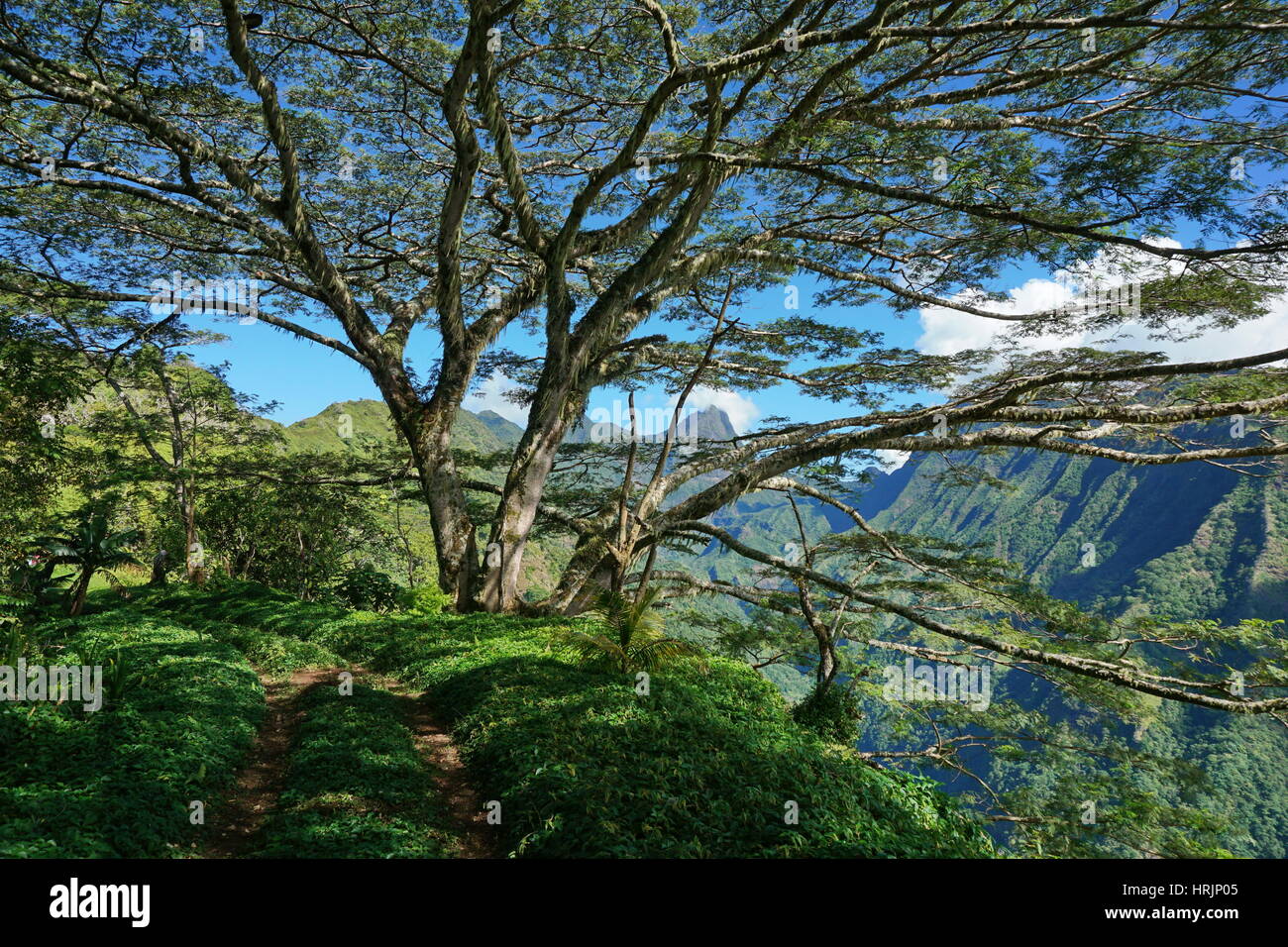 Tahiti french polynesia vegetation hi-res stock photography and images ...
