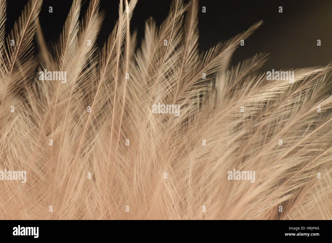 Feather or fur hi-res stock photography and images - Alamy