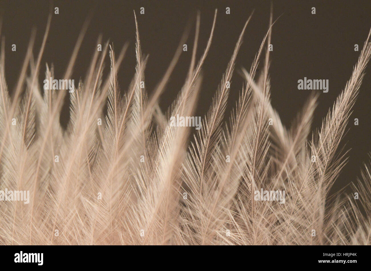 Feather or fur hi-res stock photography and images - Alamy