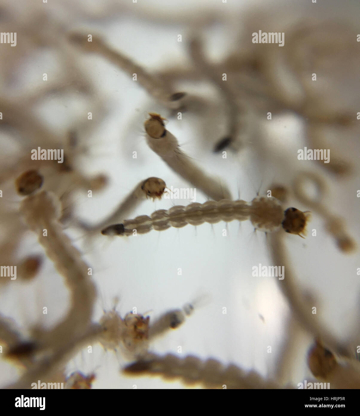 Aedes aegypti Mosquito Larvae Stock Photo - Alamy