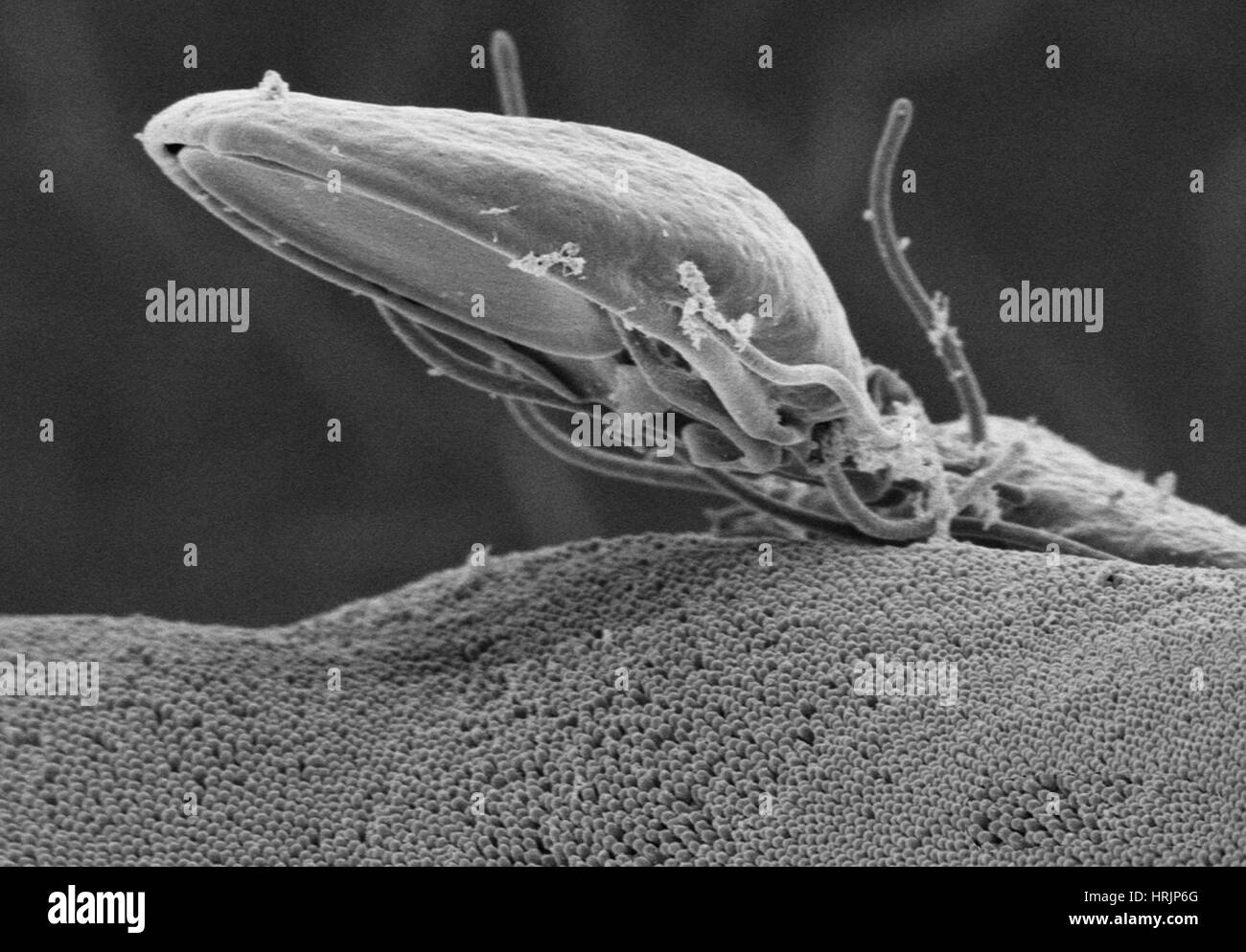 Protozoan microscopy Black and White Stock Photos & Images - Alamy