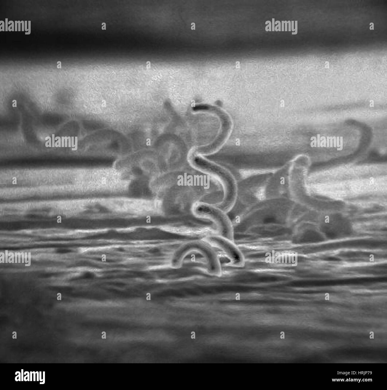 Treponema pallidum syphilis bacterium hi-res stock photography and ...
