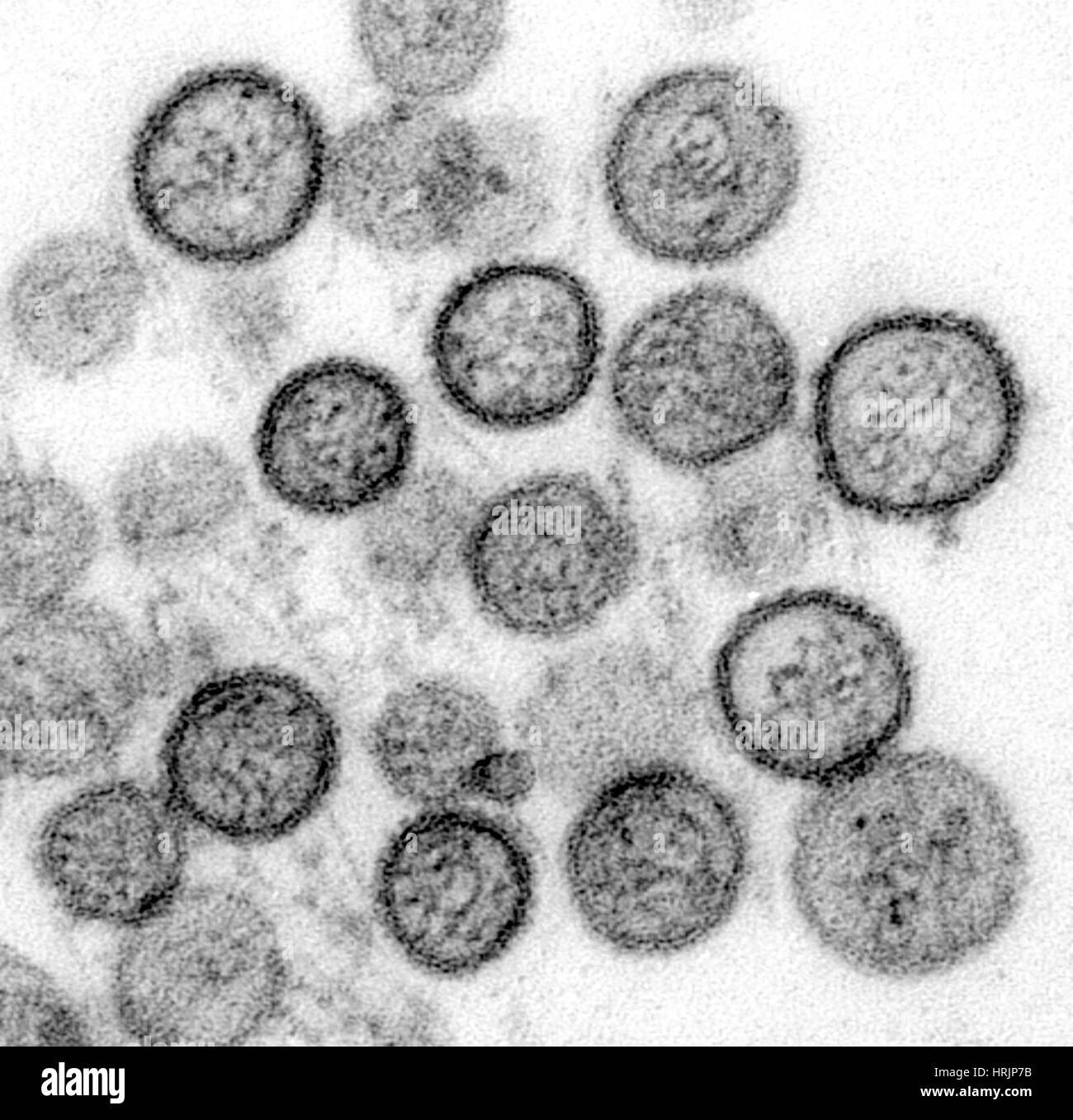 Enveloped rna virus hi-res stock photography and images - Alamy