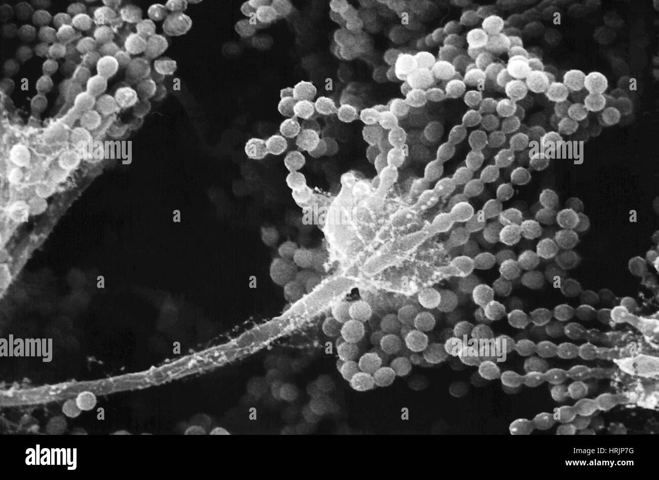 Aspergillus Fungus, SEM Stock Photo - Alamy