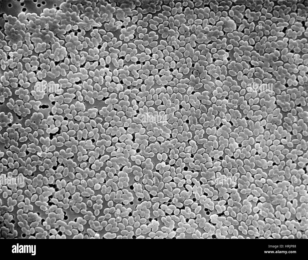 Enterococcus bacteria hi-res stock photography and images - Alamy