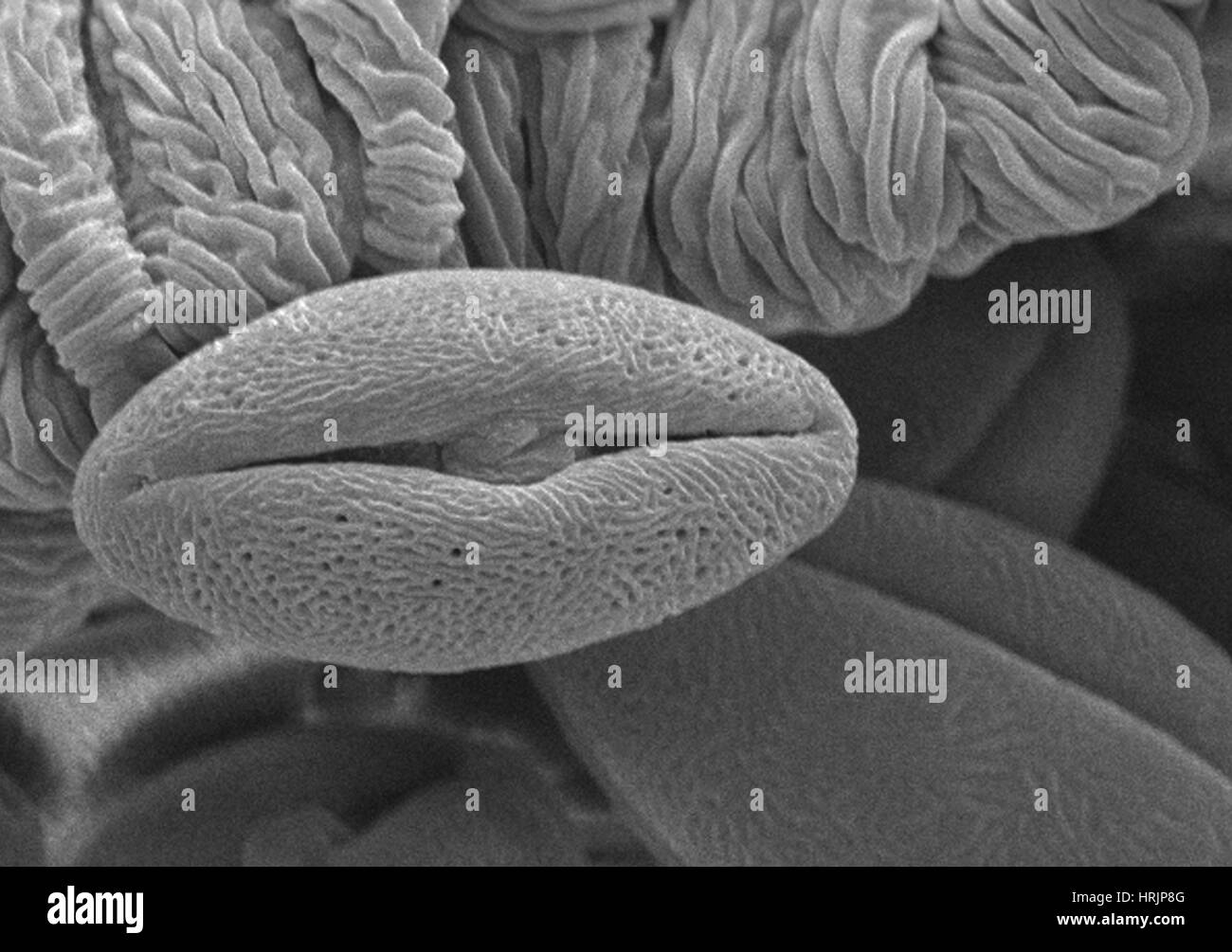 Pollen grain sem hi-res stock photography and images - Alamy