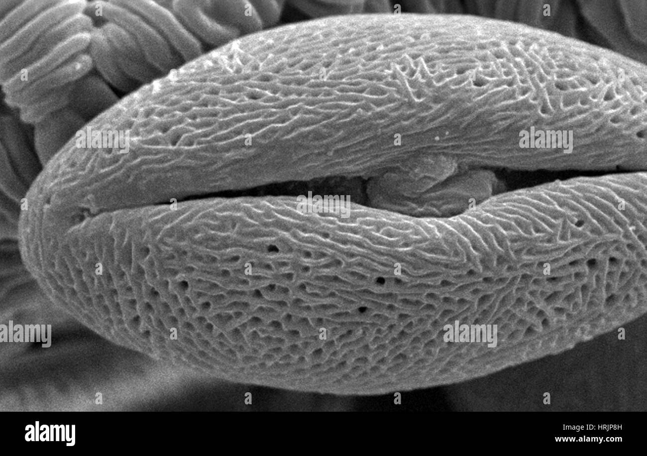 Scanning electron micrograph sem pollen hi-res stock photography and ...