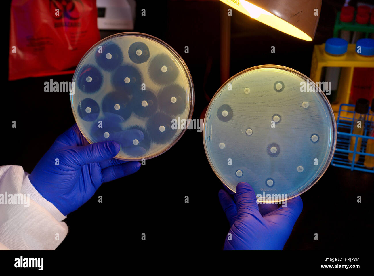 Antibiotic petri dish resistance hi-res stock photography and images ...