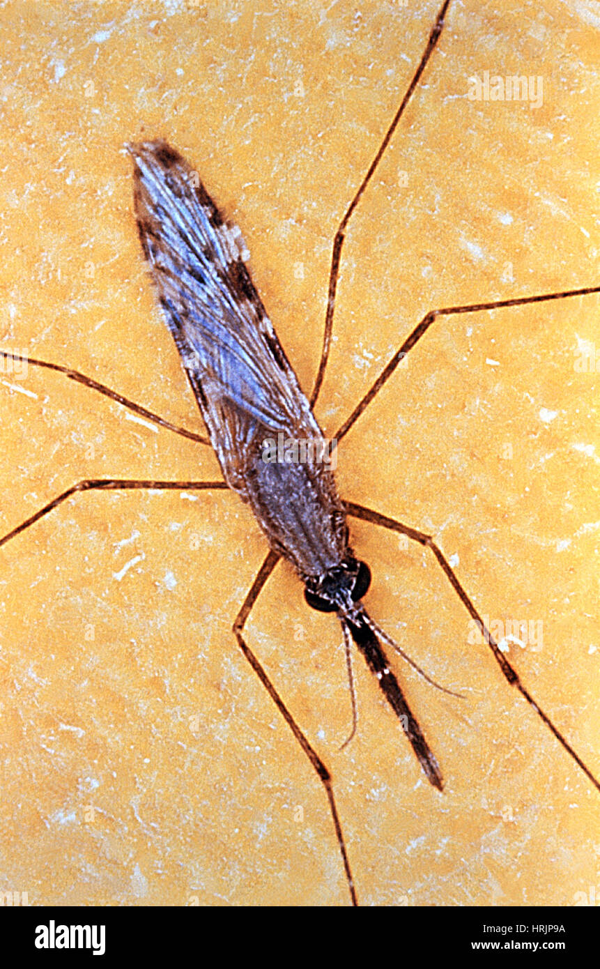 Anopheles gambiae Mosquito, Malaria Vector Stock Photo - Alamy