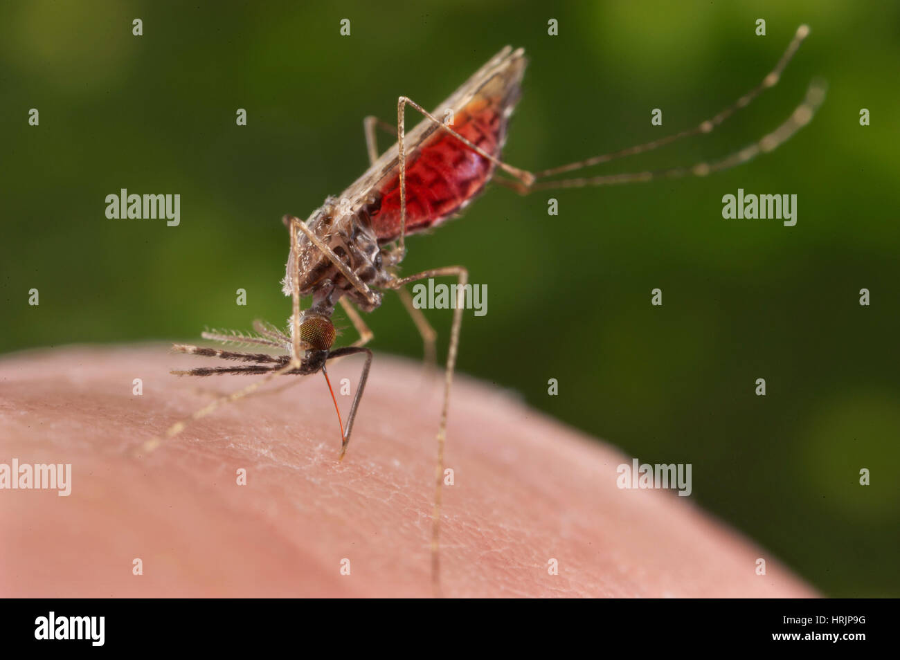 Anopheles merus Mosquito, Malaria Vector Stock Photo - Alamy