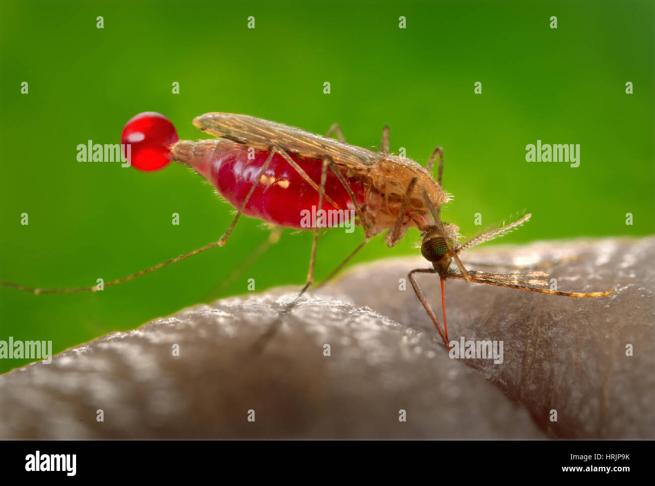 Anopheles gambiae Mosquito, Malaria Vector Stock Photo - Alamy
