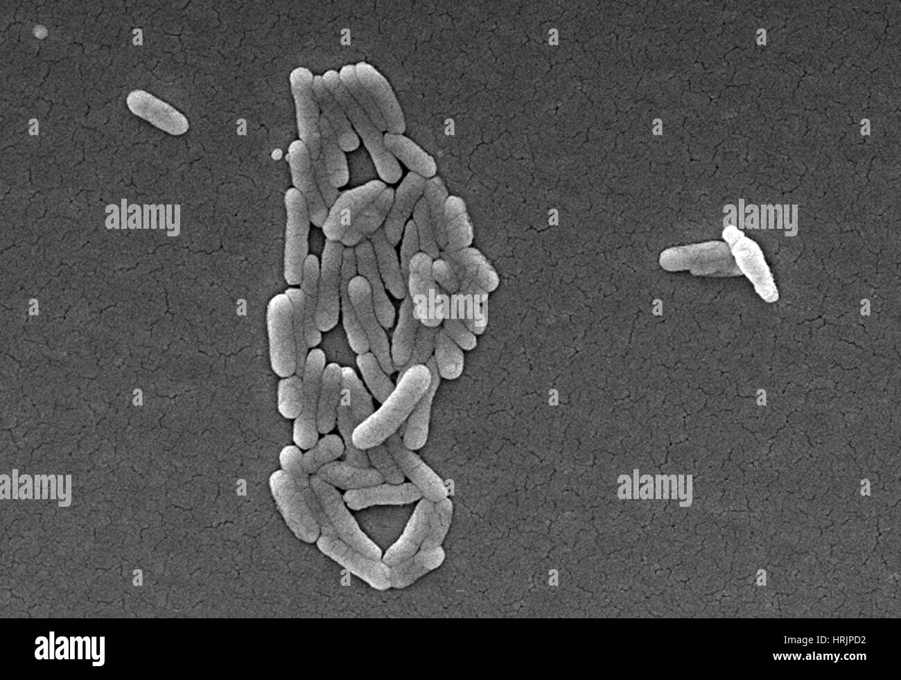 Salmonella typhimurium hi-res stock photography and images - Alamy