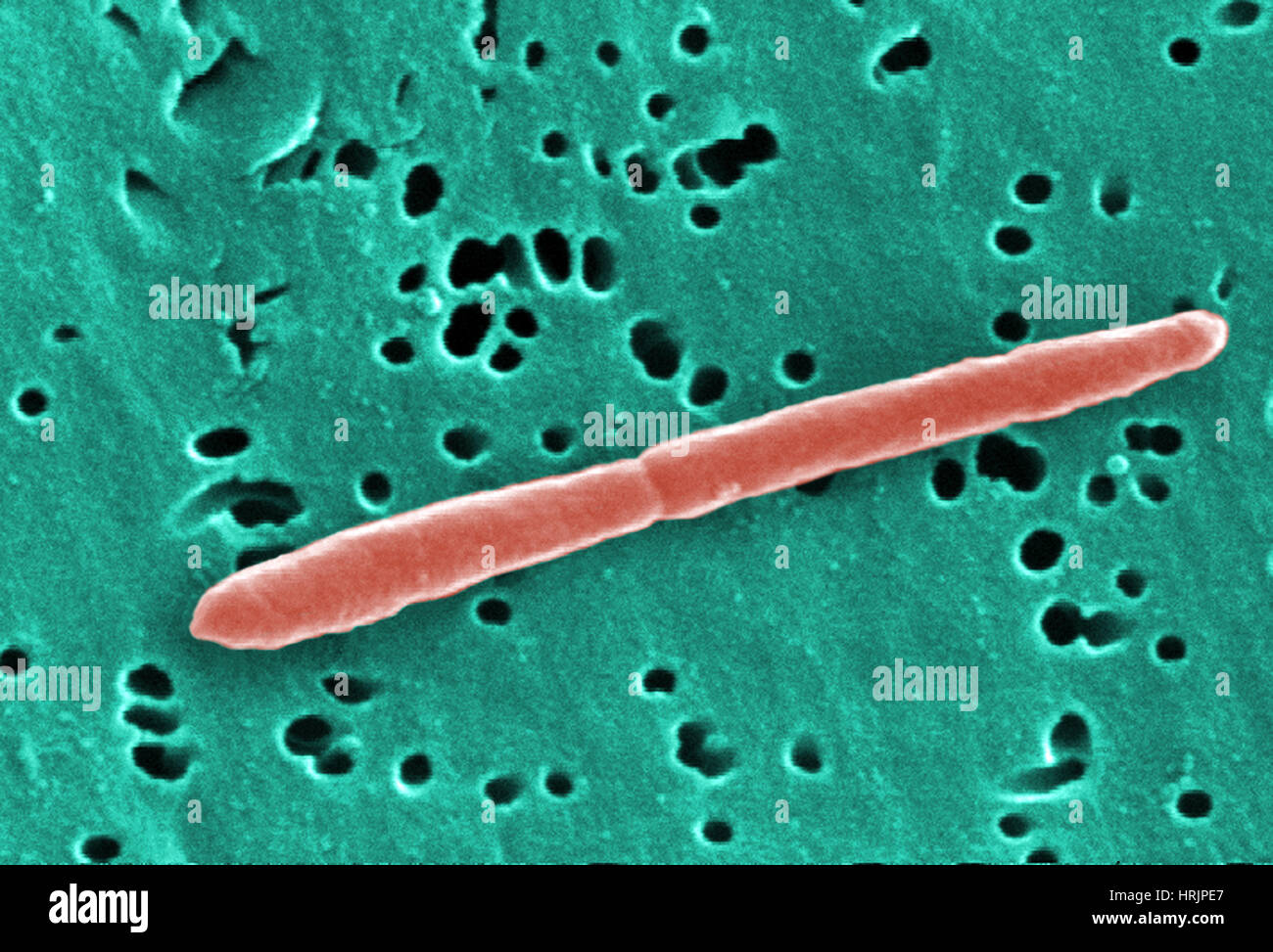 Scanning electron microscopy archaea hi-res stock photography and ...