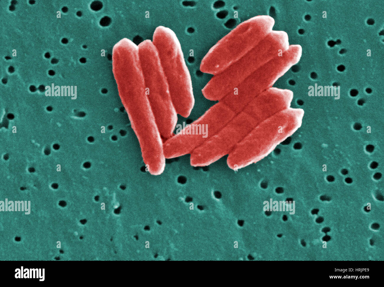Scanning electron microscopy archaea hi-res stock photography and ...