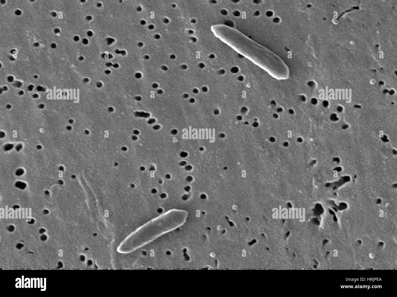Scanning electron microscopy archaea hi-res stock photography and ...