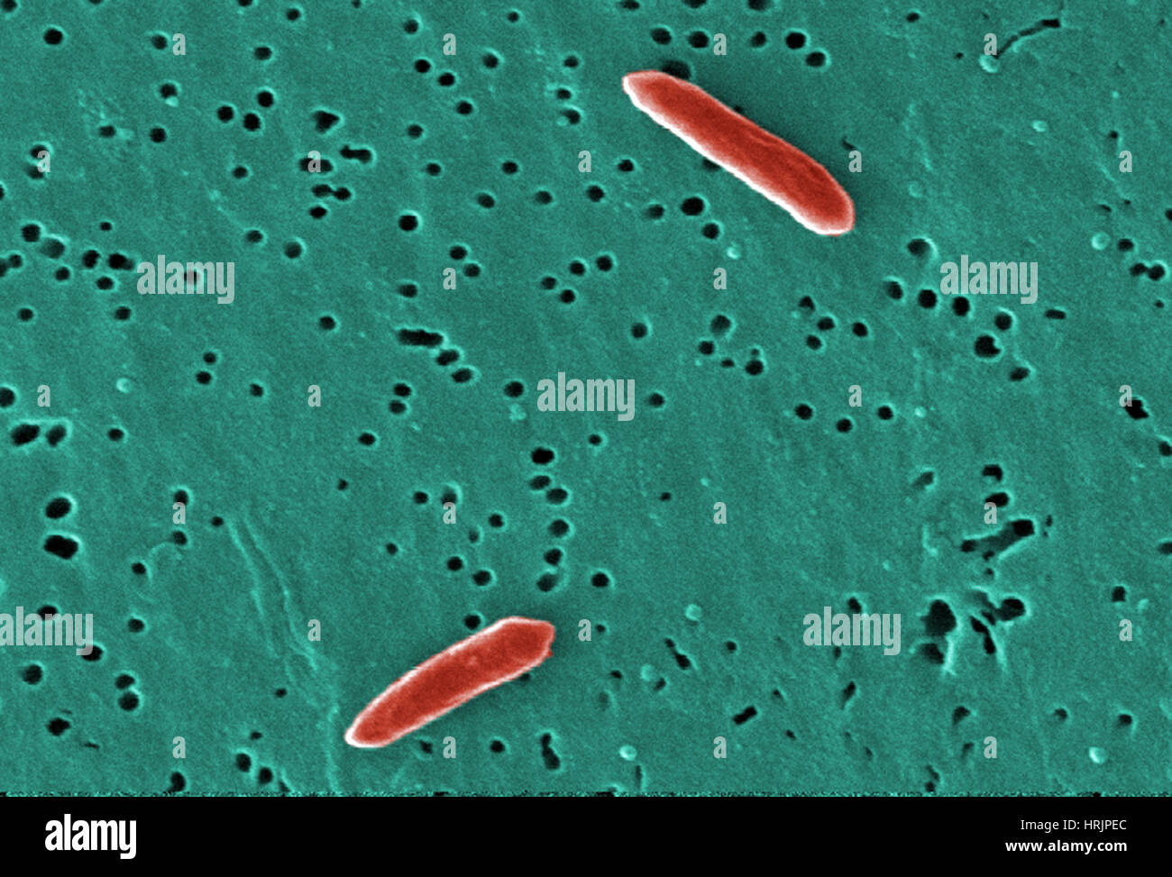 Scanning electron microscopy archaea hi-res stock photography and ...