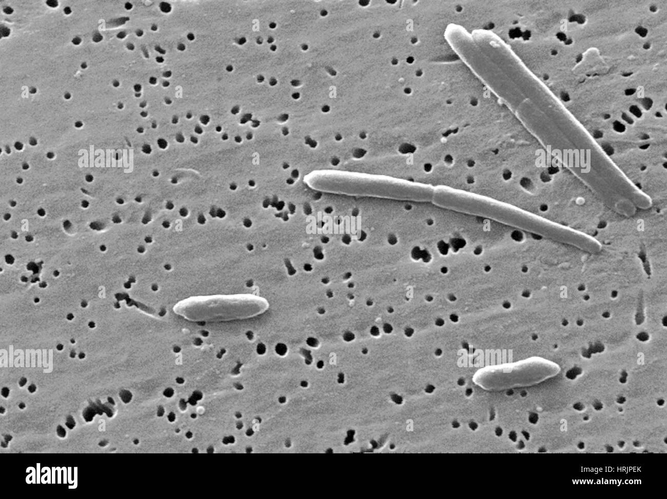 Scanning electron microscopy archaea hi-res stock photography and ...