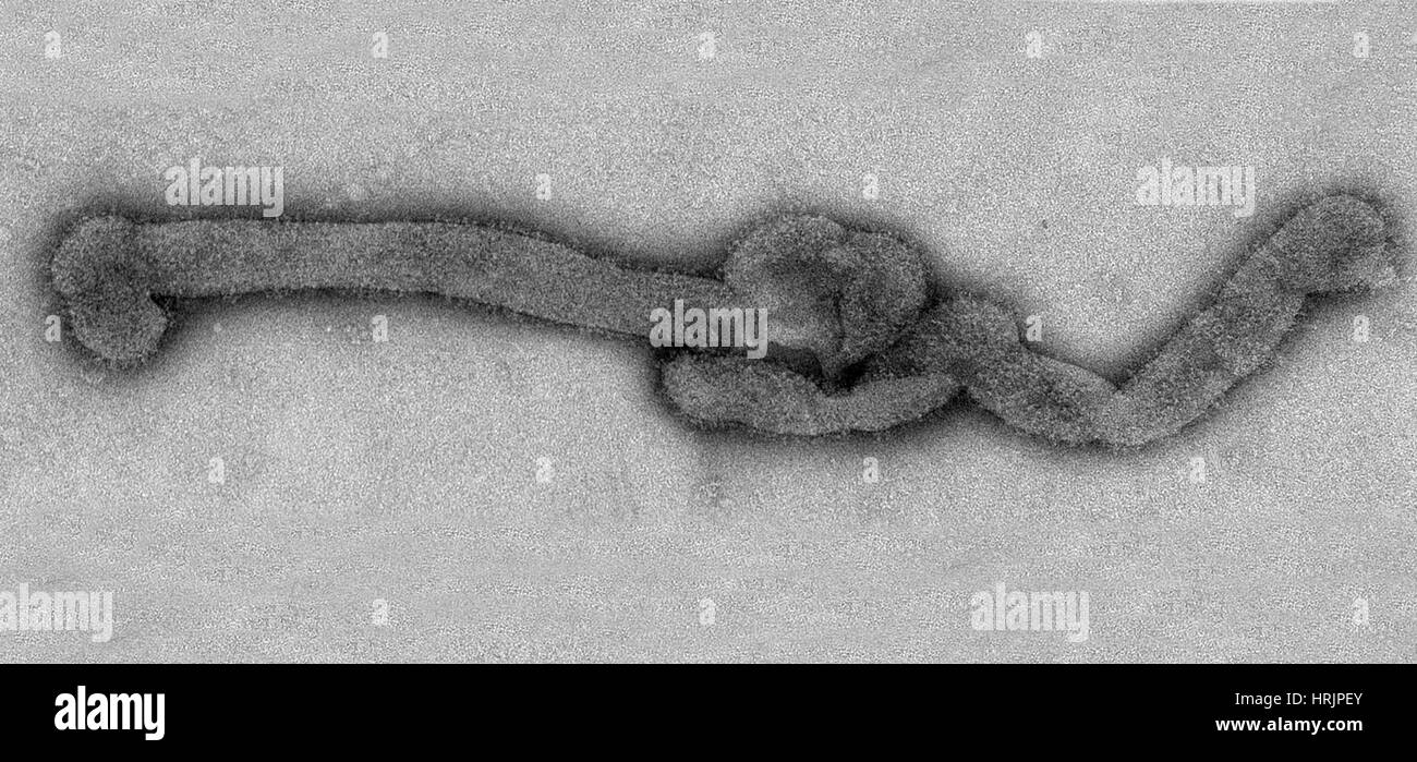 Bourbon virus hi-res stock photography and images - Alamy