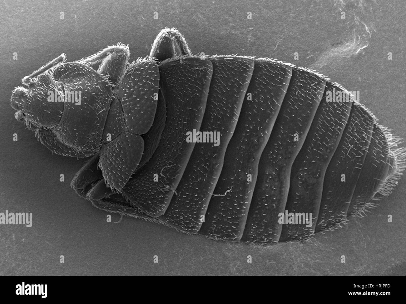Cimex lectularius, Bed Bug, SEM Stock Photo - Alamy