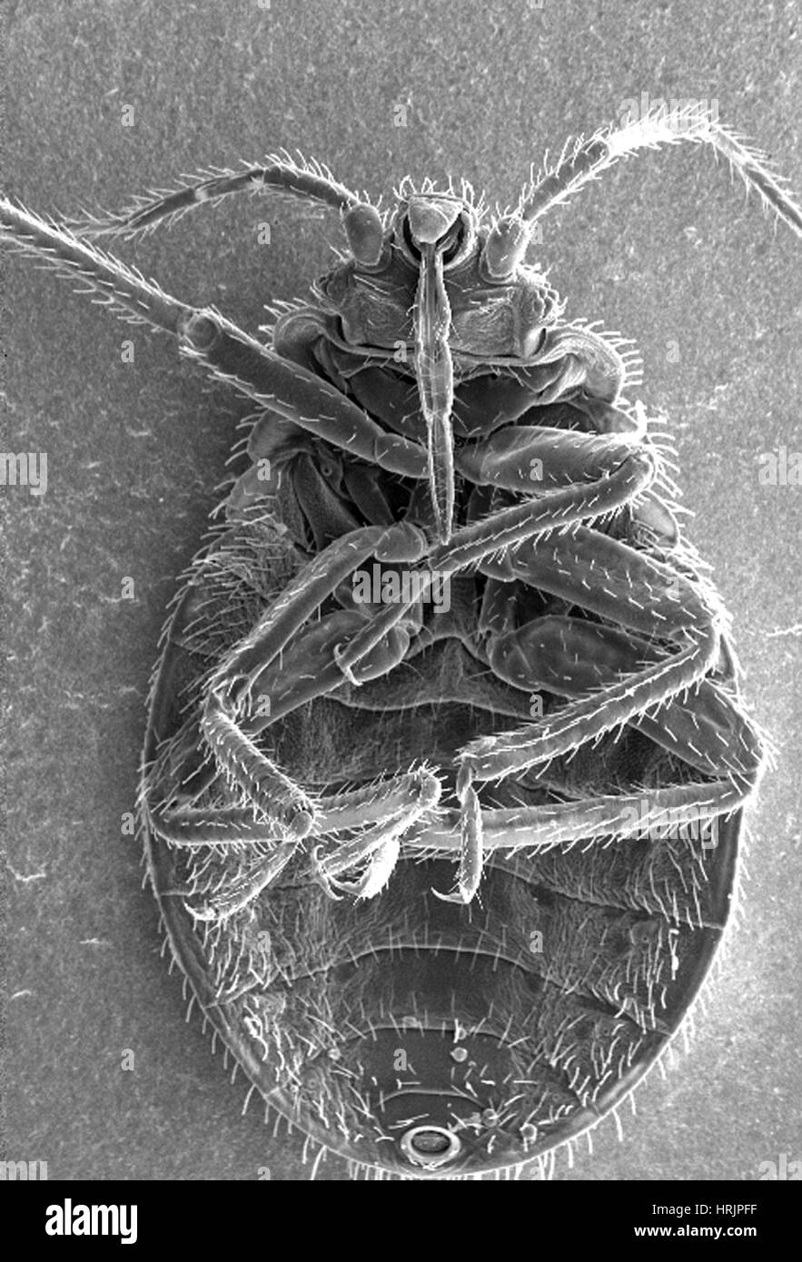 Cimex lectularius, Bed Bug, SEM Stock Photo - Alamy