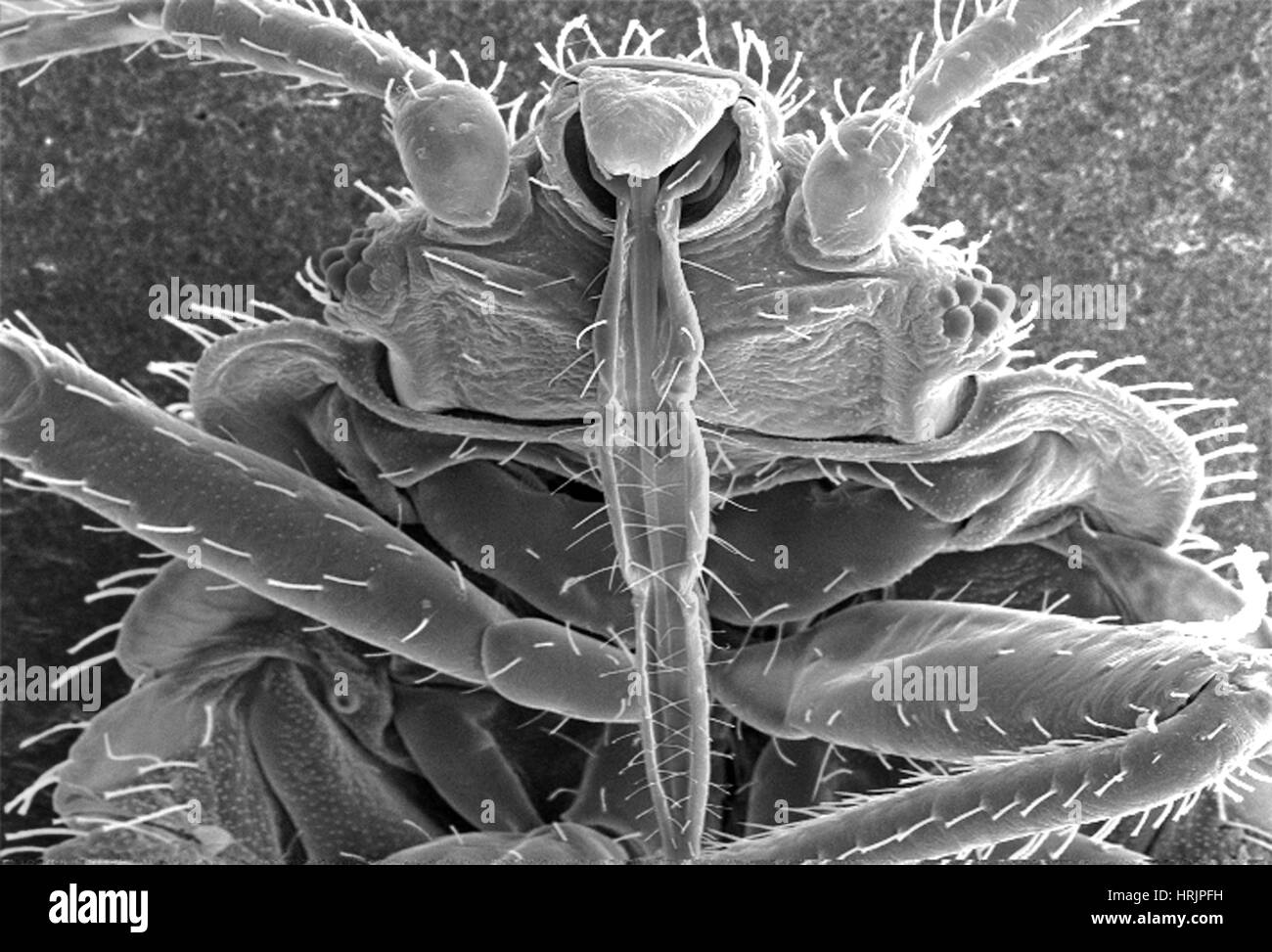 Bed bug, sem hi-res stock photography and images - Alamy
