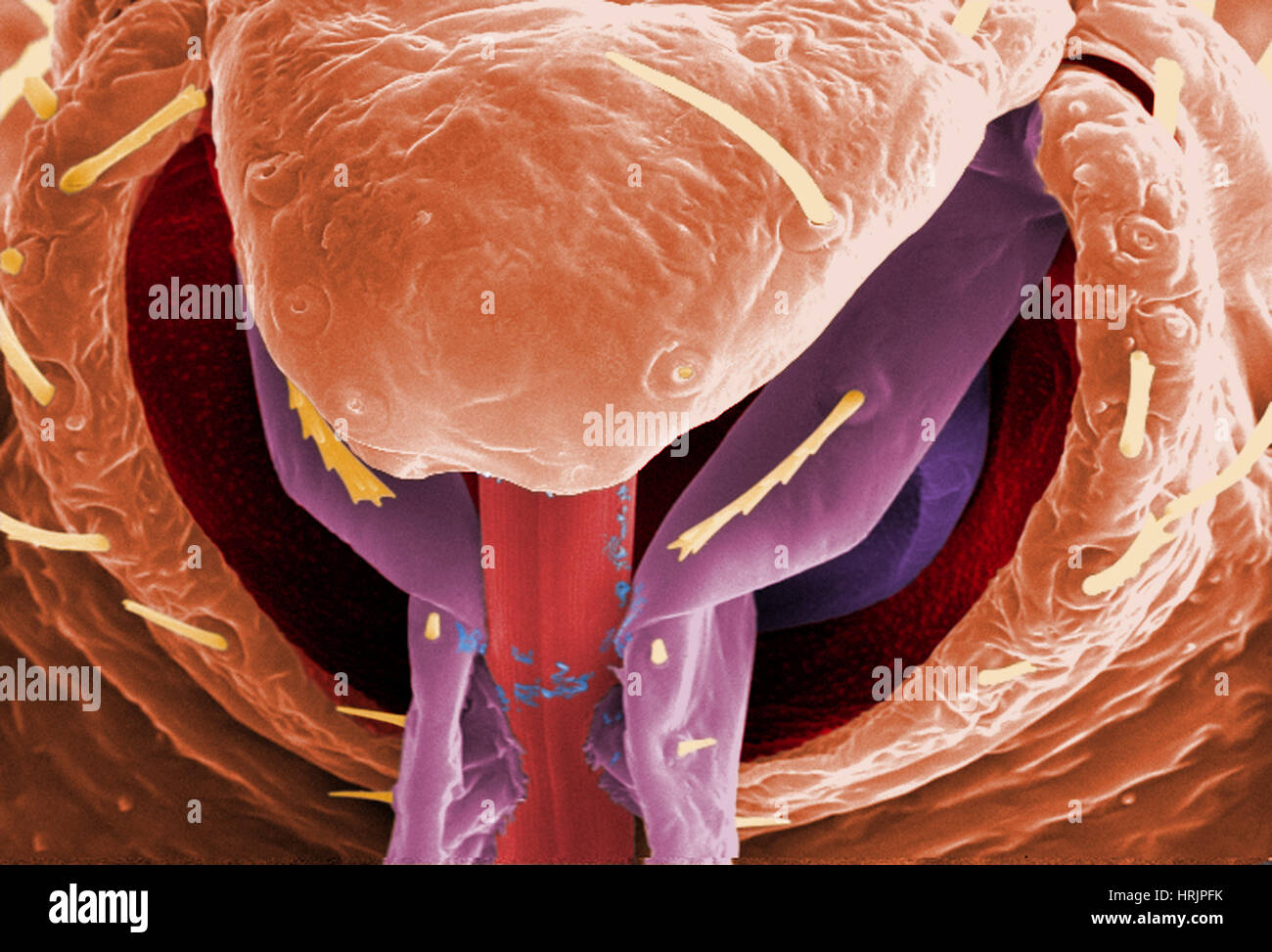 Cimex lectularius, Bed Bug, SEM Stock Photo - Alamy