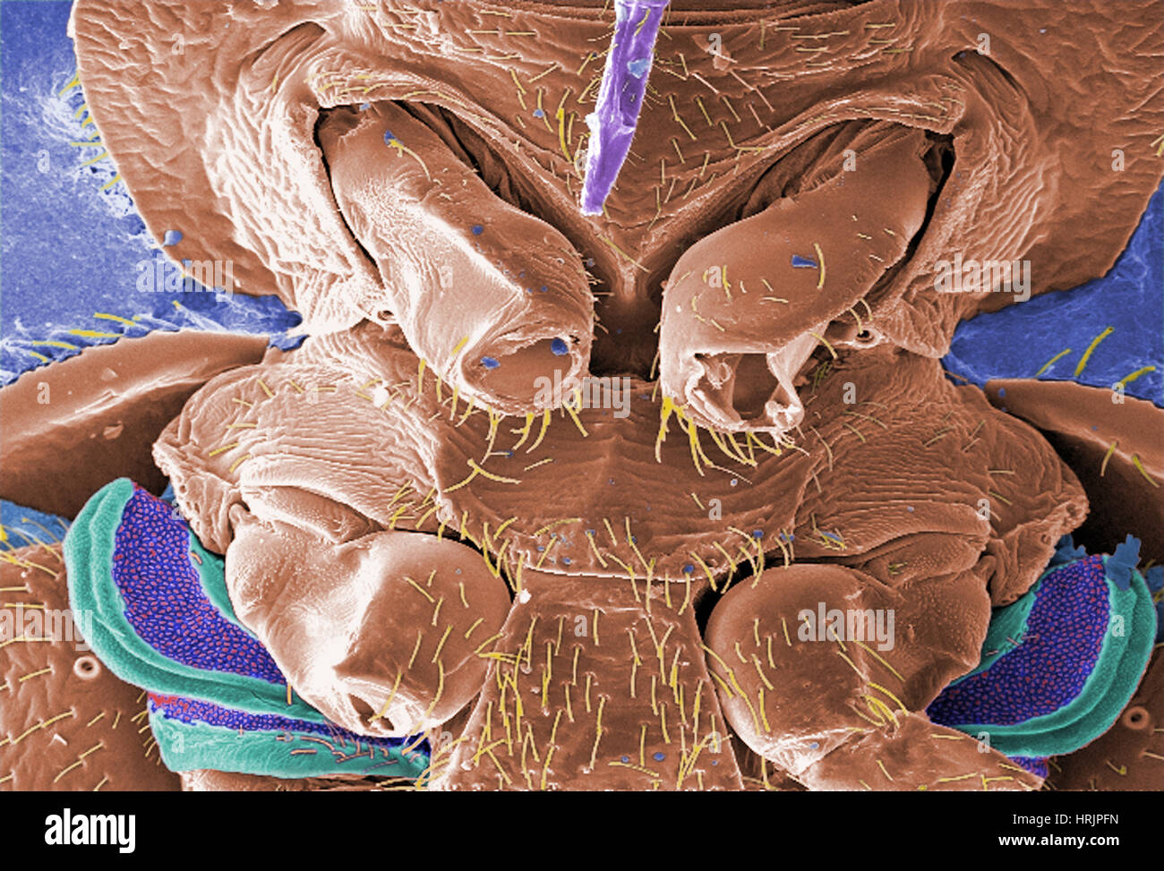 Cimex lectularius, Bed Bug, SEM Stock Photo - Alamy