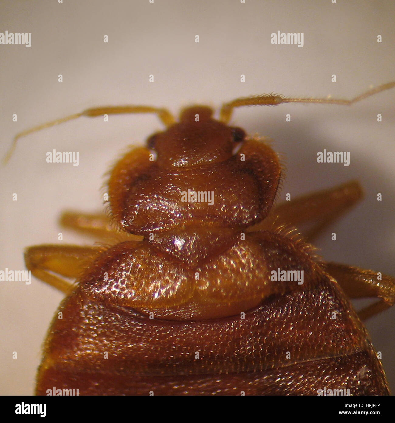 Cimex lectularius, Bed Bug Stock Photo - Alamy