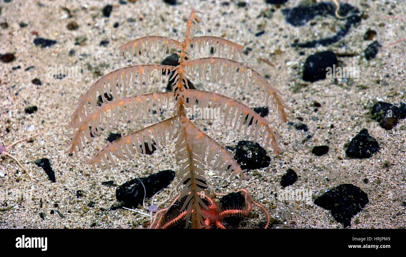 Deepwater canyons hi-res stock photography and images - Alamy