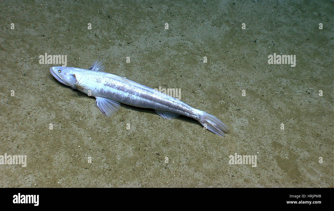 Deep Sea Lizardfish