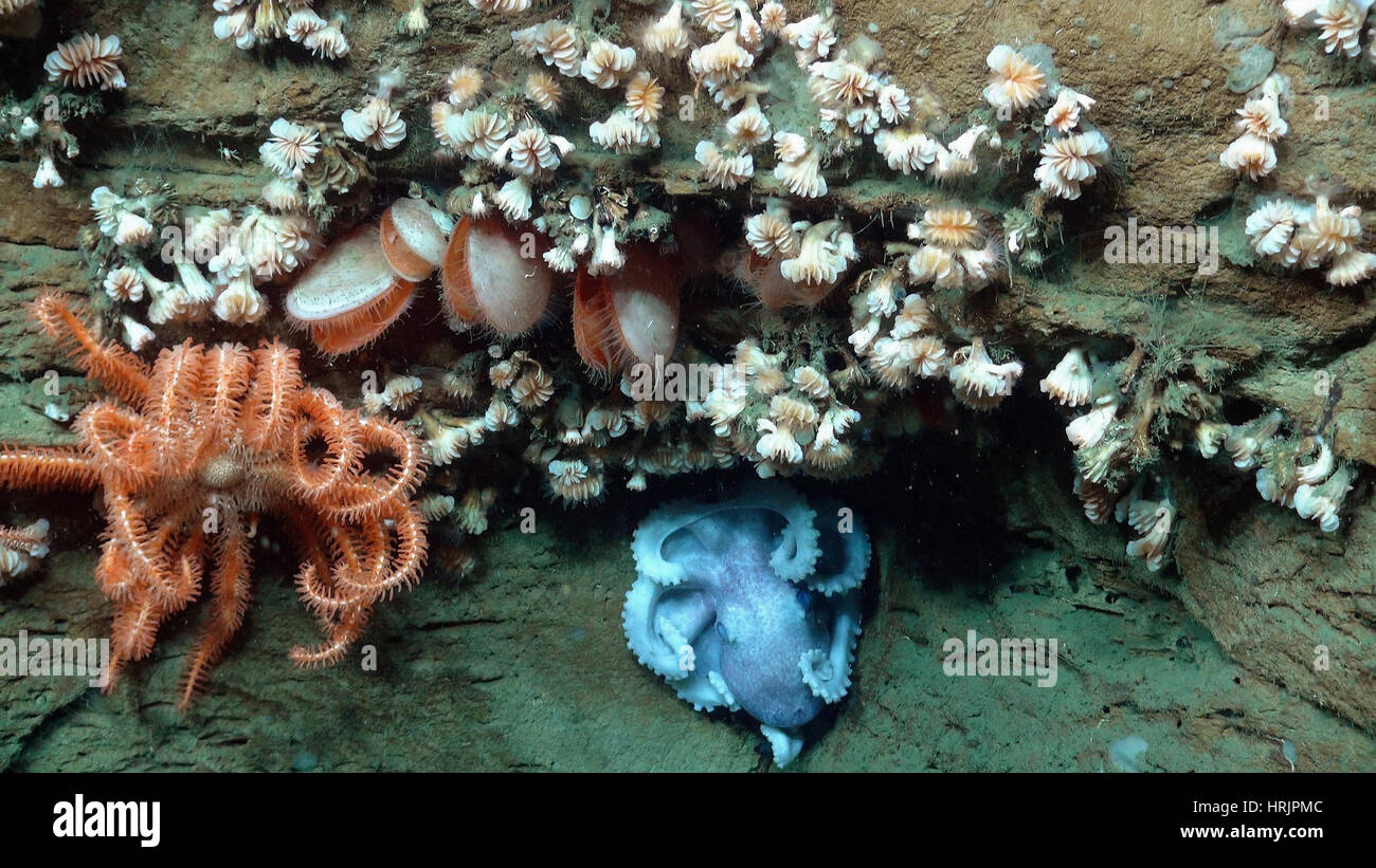 Hydrographer canyon hi-res stock photography and images - Alamy