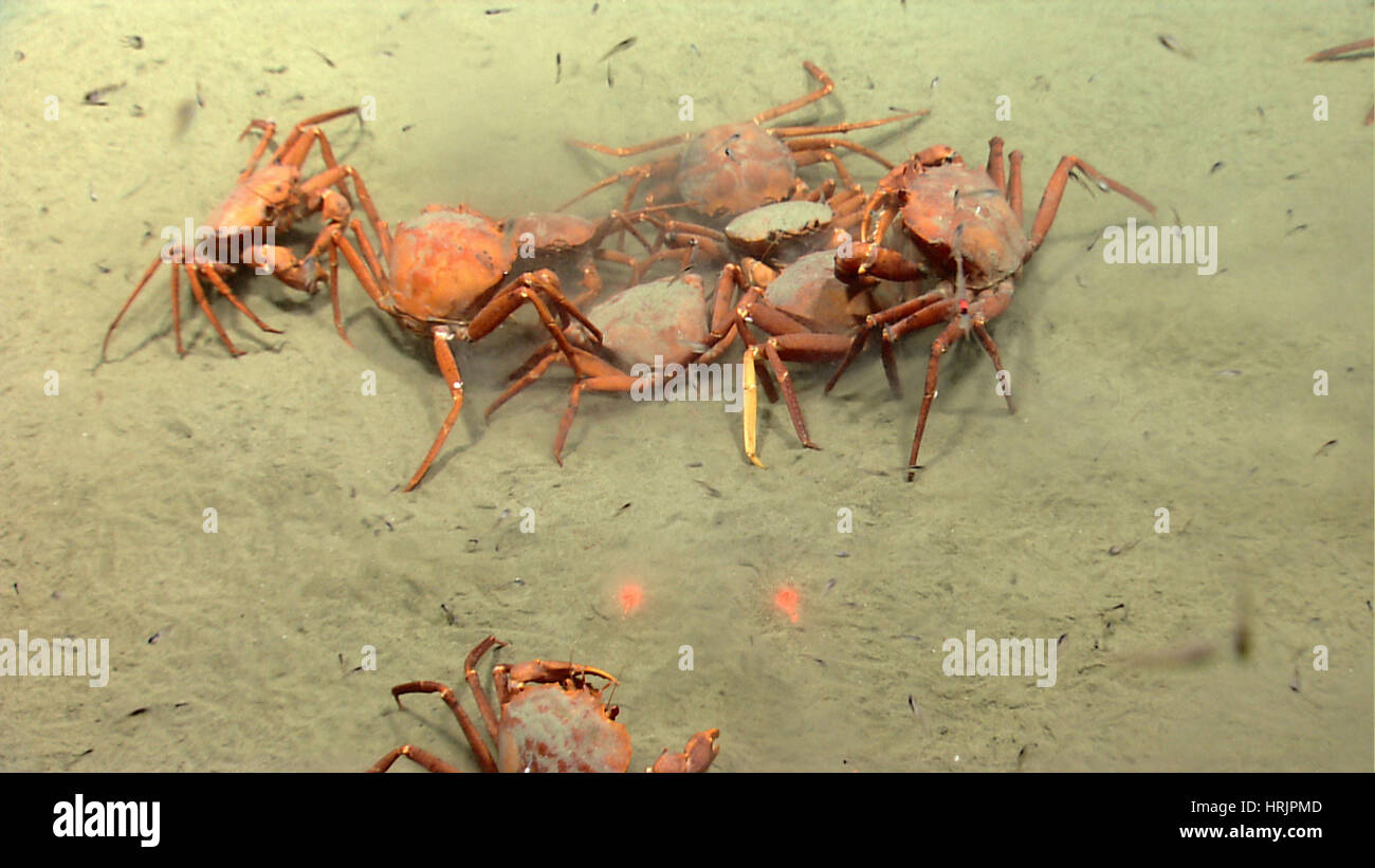 Rov deeop hi-res stock photography and images - Alamy