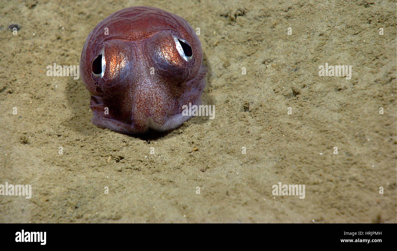 Cute Deep-water Octopus Stock Photo - Alamy