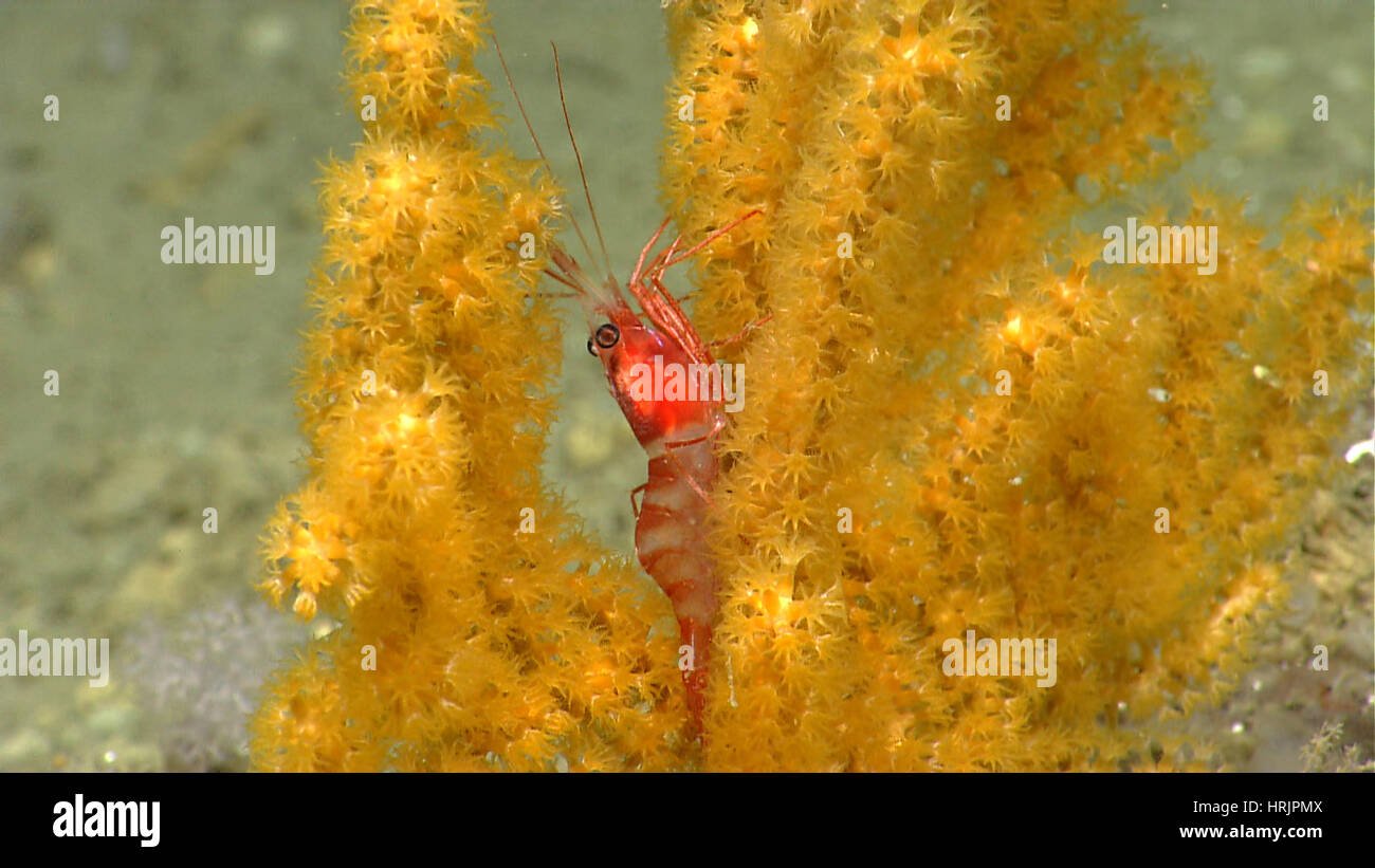 Deep water shrimp in Hydrographer Canyon Stock Photo - Alamy