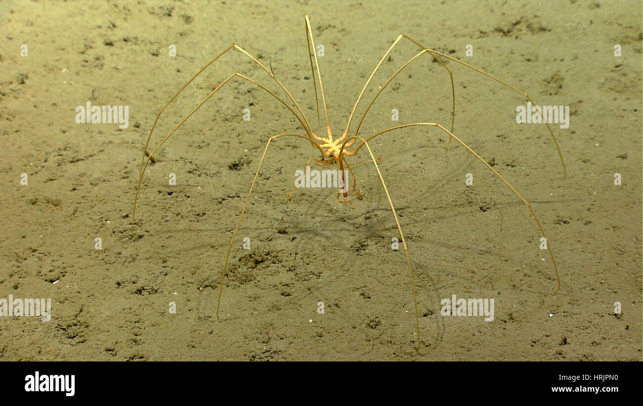Large deep sea sea spider hi-res stock photography and images - Alamy