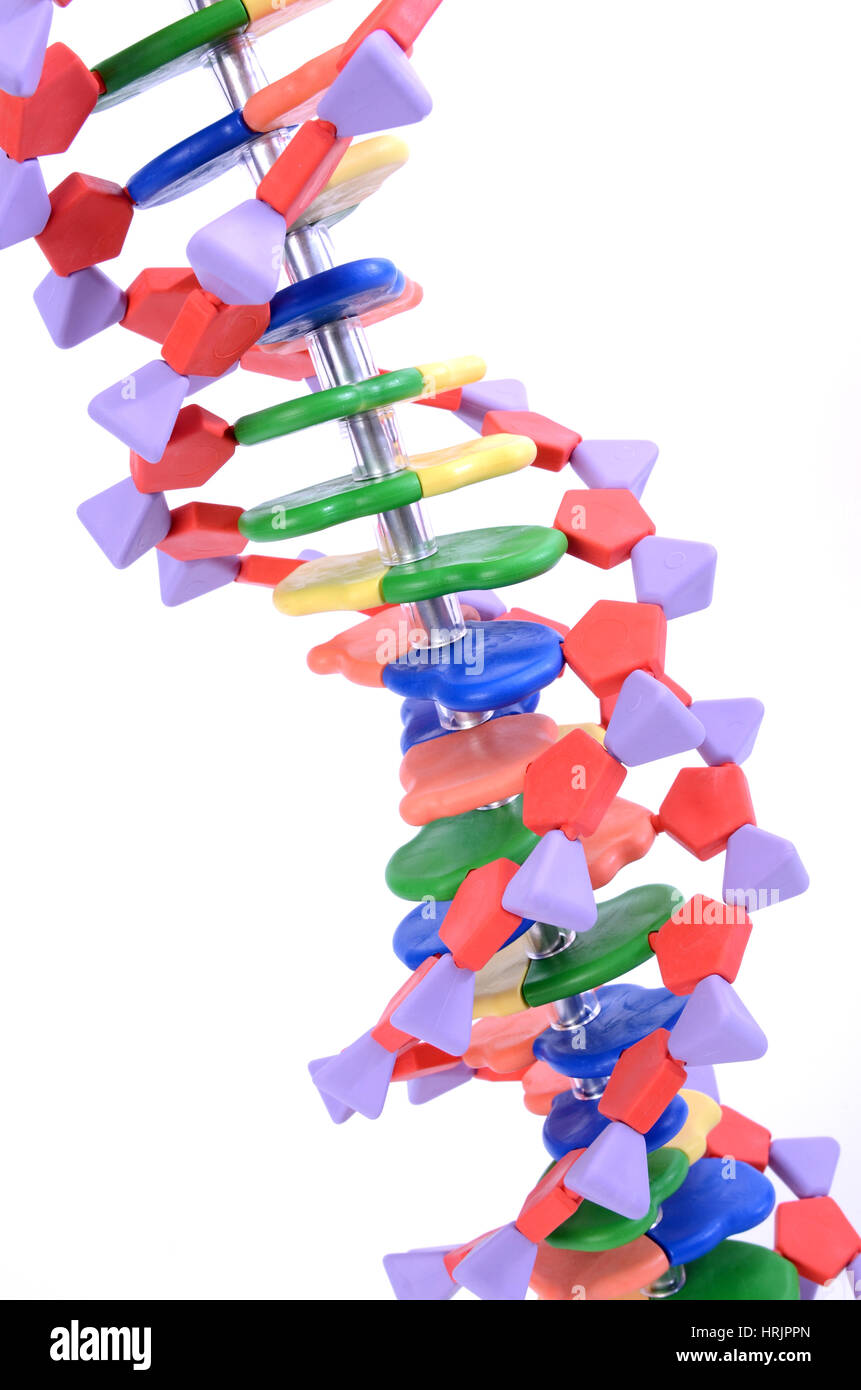 Double Helix DNA Molecular Model Stock Photo - Alamy
