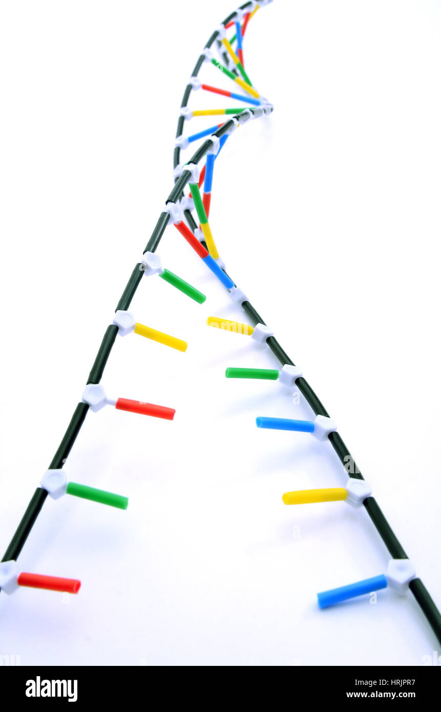 Double Helix DNA Model Stock Photo - Alamy